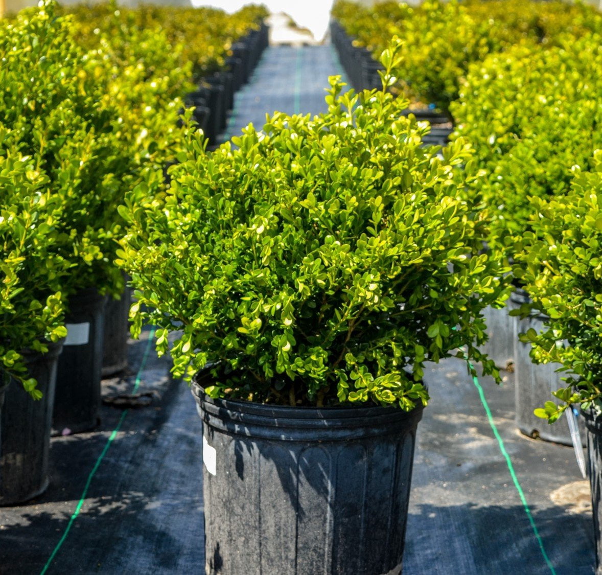 Wintergreen Boxwood 2 Large 3 Gallon Plants Dense Evergreen Foliage ...