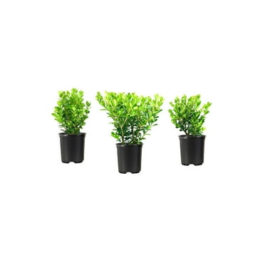 Buttonwood | 1 Live Plants | Conocarpus Erectus | Live Coastal Tree ...