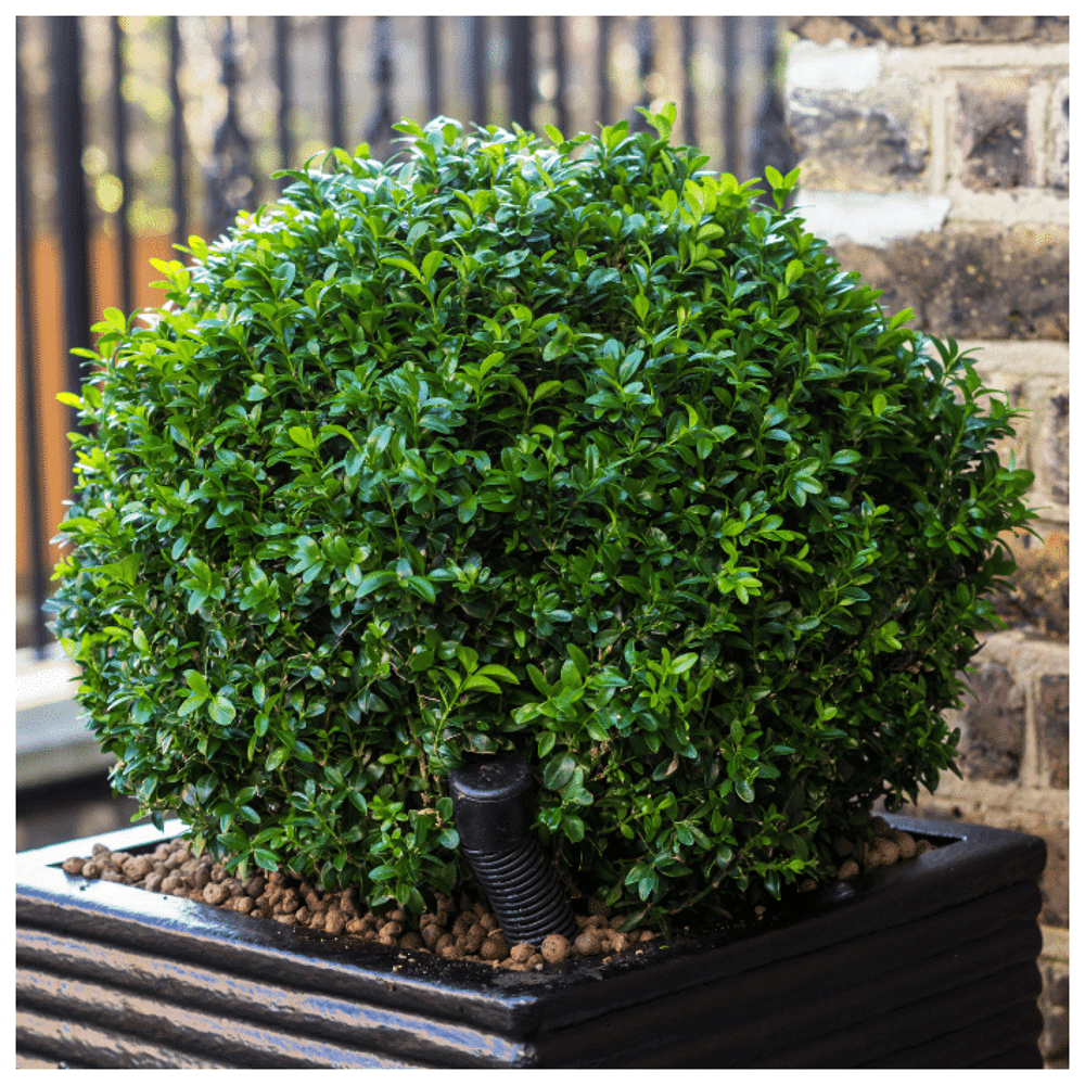 Wintergreen Boxwood – Compact Evergreen Shrub for Hedges, Borders, and ...