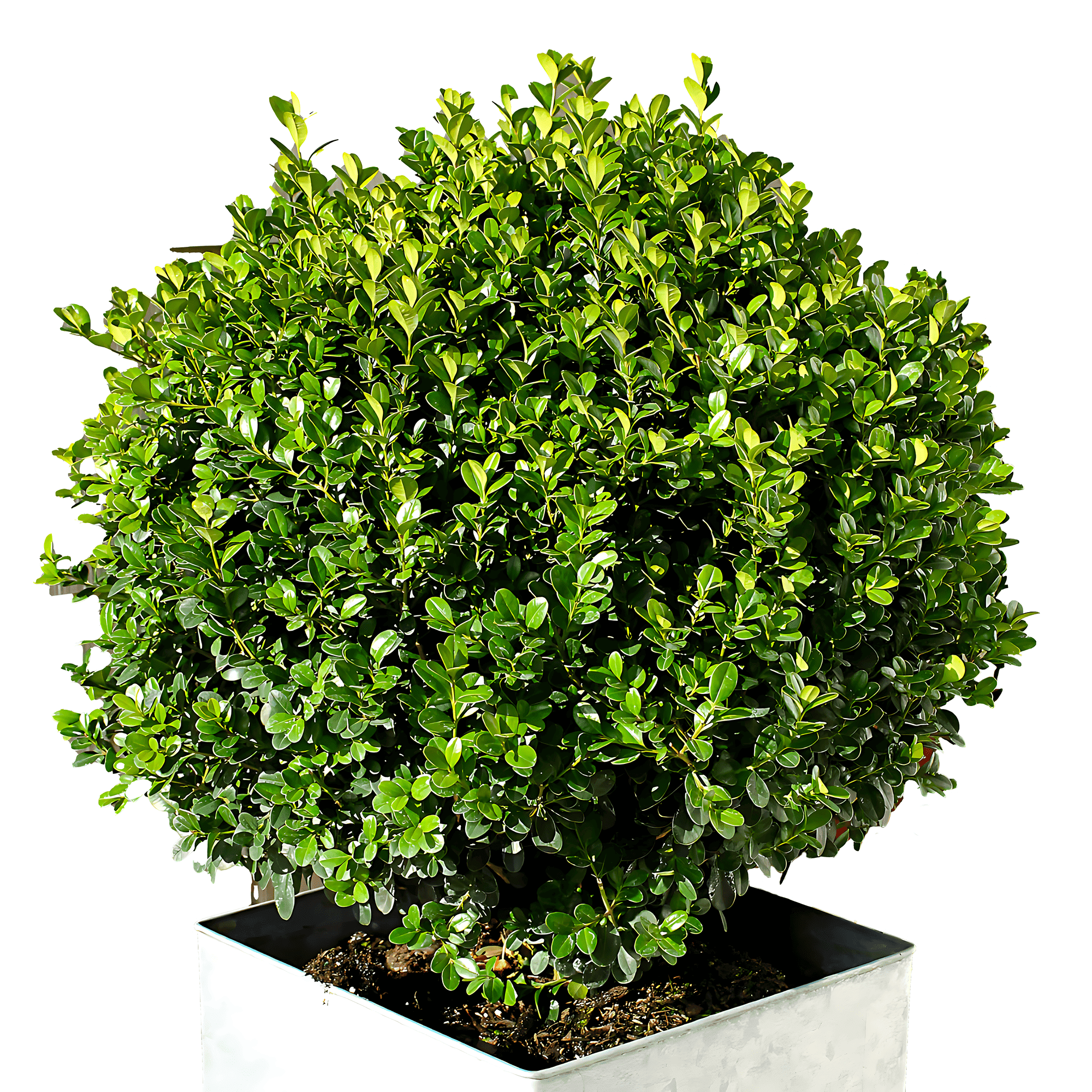 Wintergreen Boxwood – Compact Evergreen Shrub for Hedges, Borders, and ...