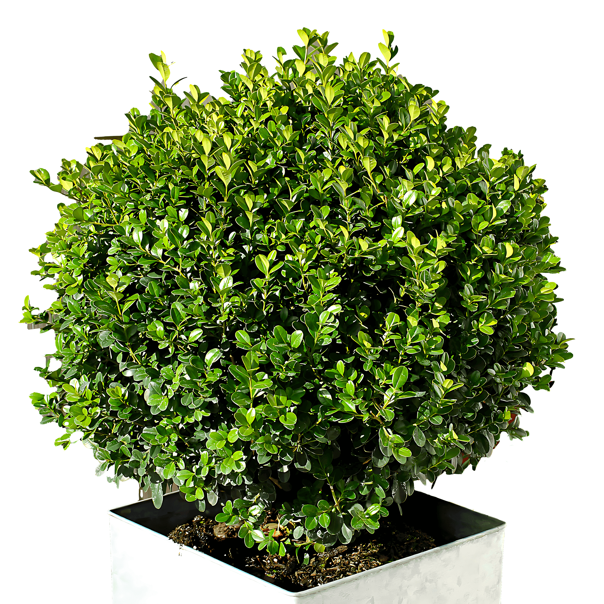 Wintergreen Boxwood – Compact Evergreen Shrub for Hedges, Borders, and ...