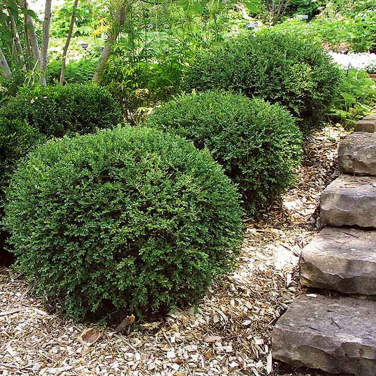 Wintergreen Boxwood Shrub Walmart