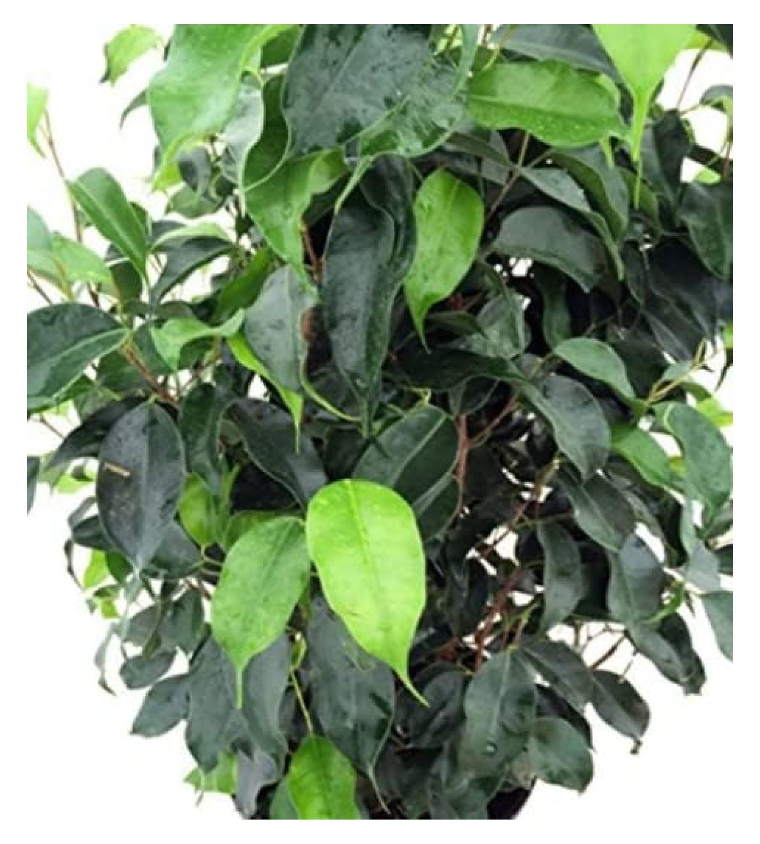 Wintergreen Weeping Fig Tree - Ficus 8" Pot - Walmart.com