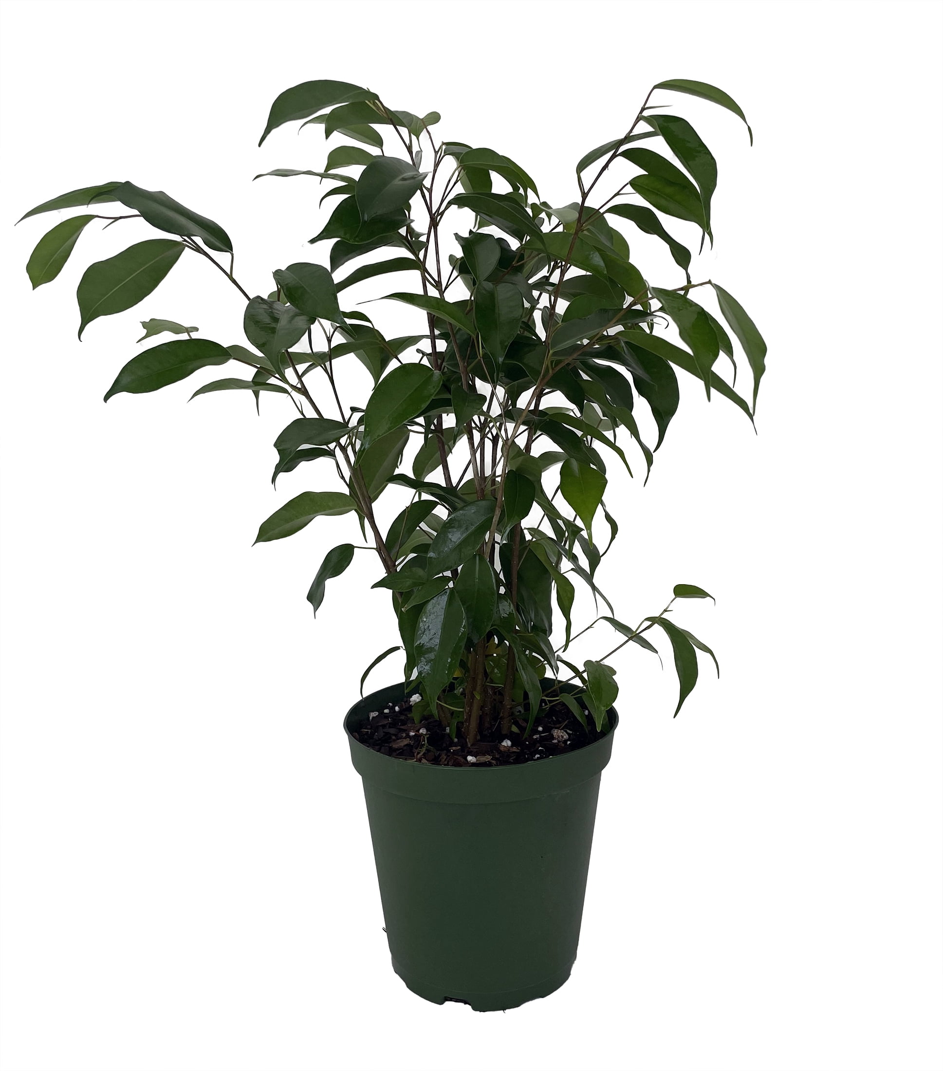 Wintergreen Weeping Fig Tree - Ficus benjamina - 6" Pot - Walmart.com