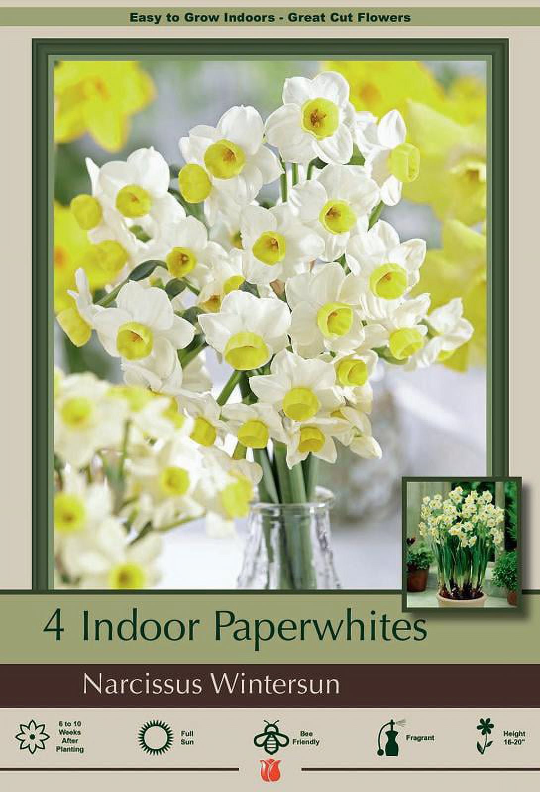 Wintersun Paperwhite Narcissus - 4 Bulbs - 15/16 cm Bulbs - Indoor/Very Fragrant - Walmart.com
