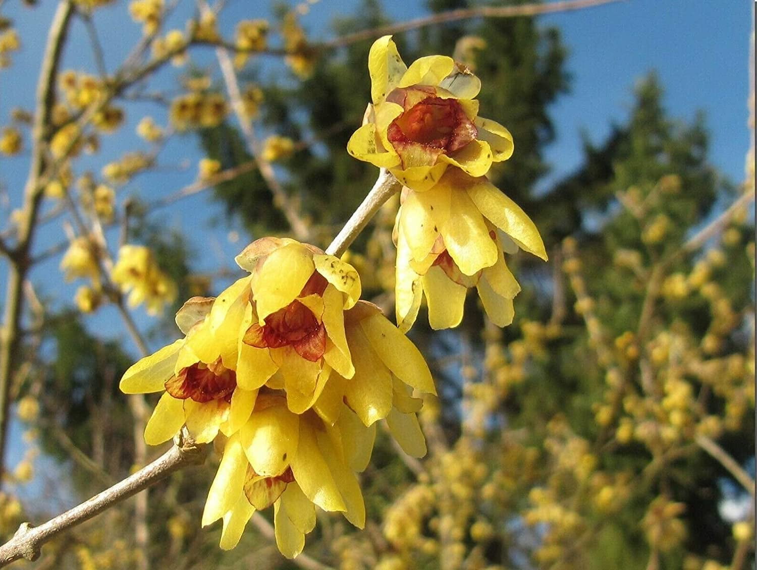 Wintersweet Tree Seeds - 30 Seeds to Plant - Chimonanthus praecox ...