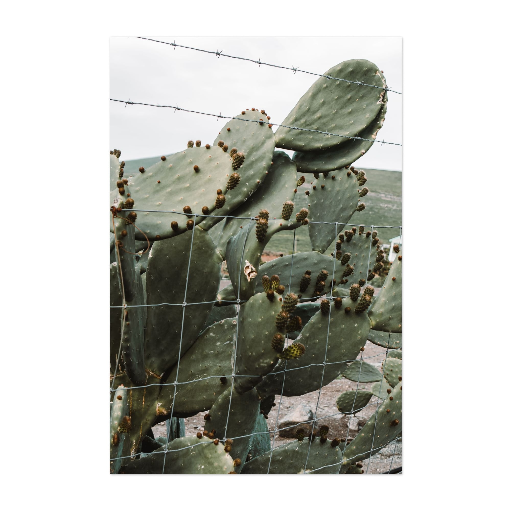 Wire Cactus II - Exeter California Photography Cactus Desert Nature ...