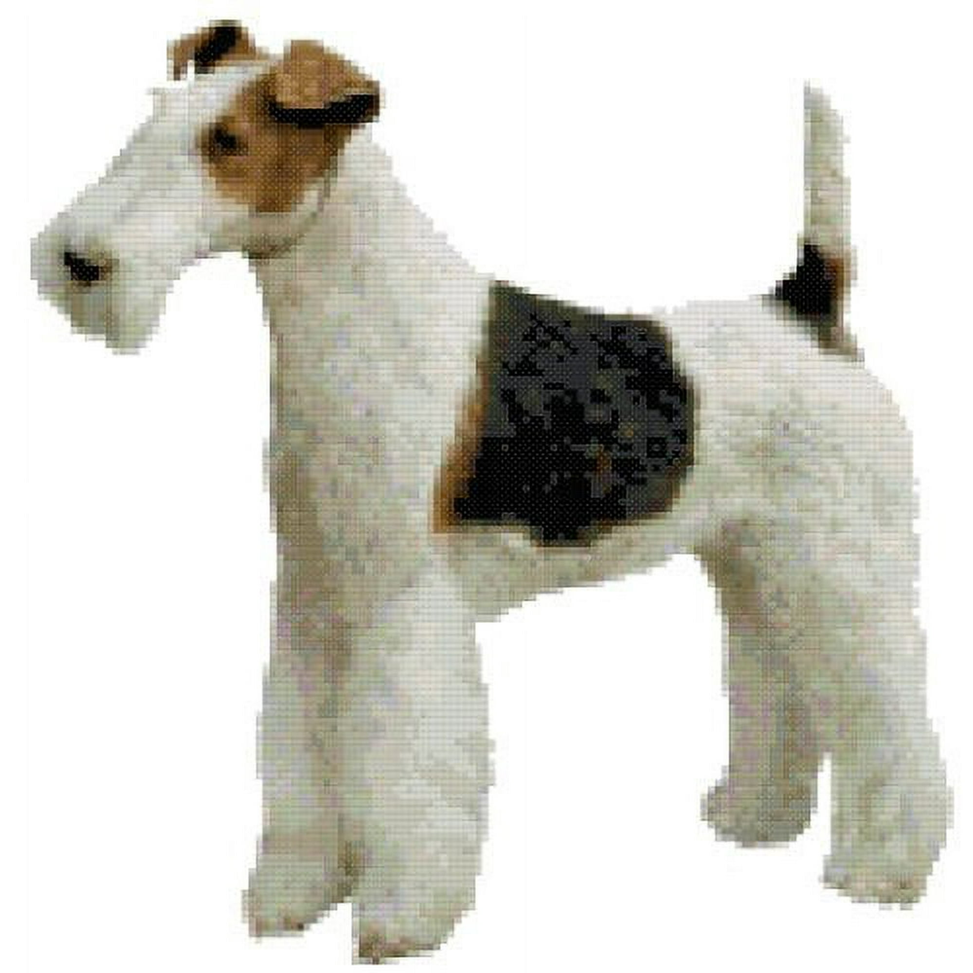 Wire Haired Terrier Cross