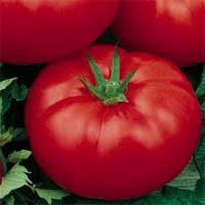 Wisconsin 55 Tomato Plant- Two (2) Live Plants -Not Seeds- each 5" to 7 ...
