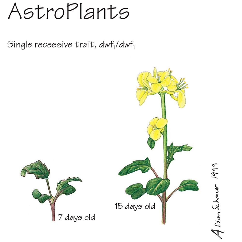 Wisconsin Fast Plants Astroplants Seed (Astroplants), Pack Of 200 ...