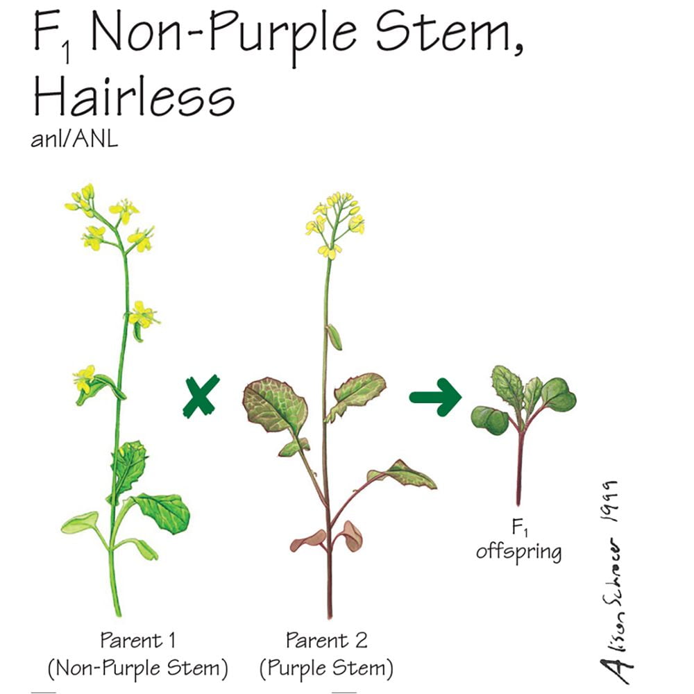 Wisconsin Fast Plants F1 Non-Purple Stem, Hairless Seed (F1 ...