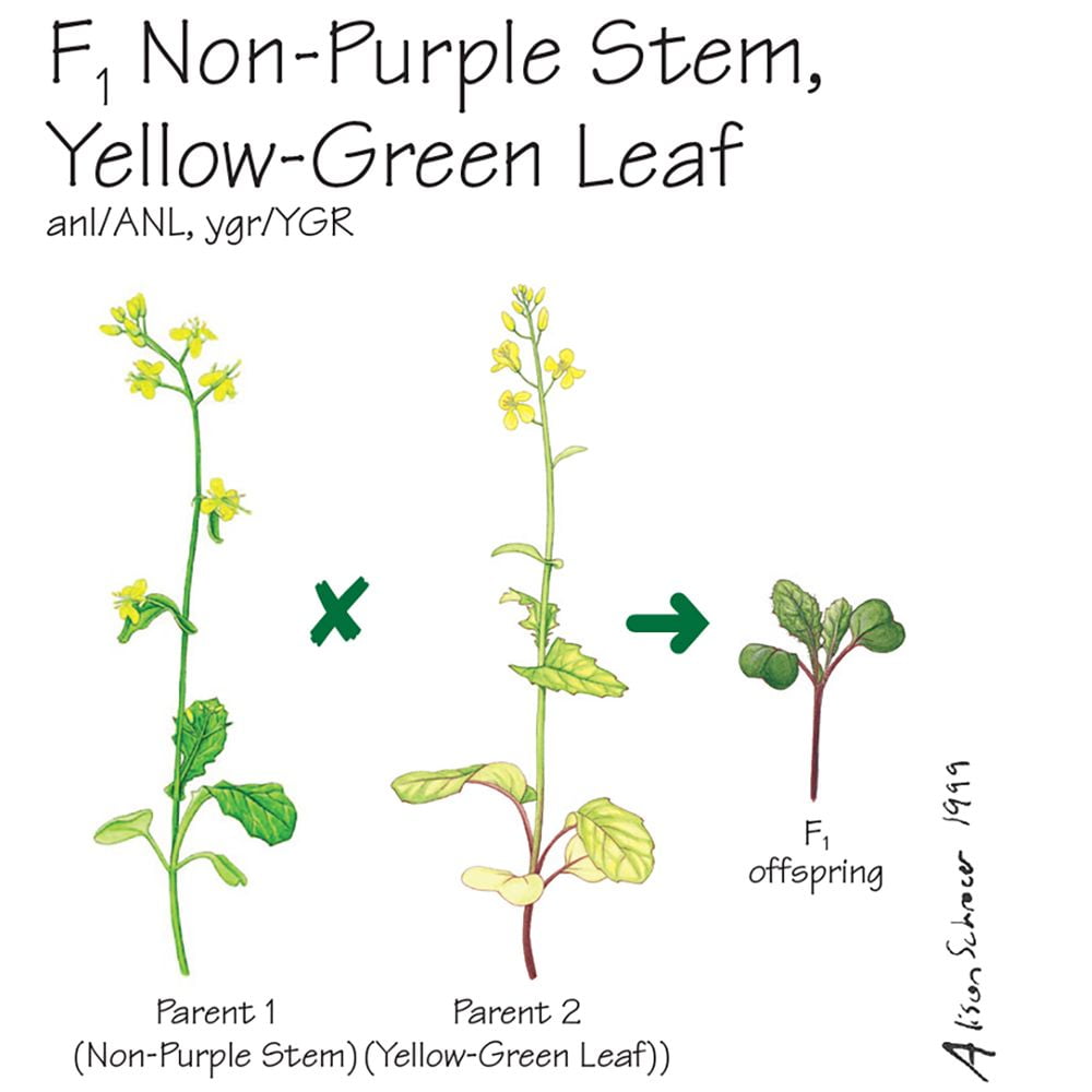 Wisconsin Fast Plants F1 Non-Purple Stem, Yellow-Green Leaf Seed (F1 ...