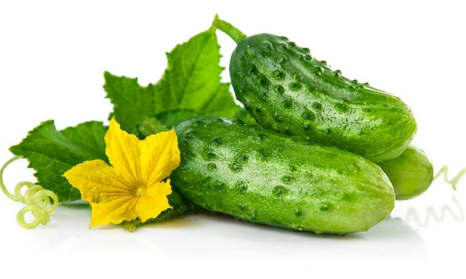 Wisconsin SMR 58 Pickling Cucumber Heirloom Premium Seed Packet ...