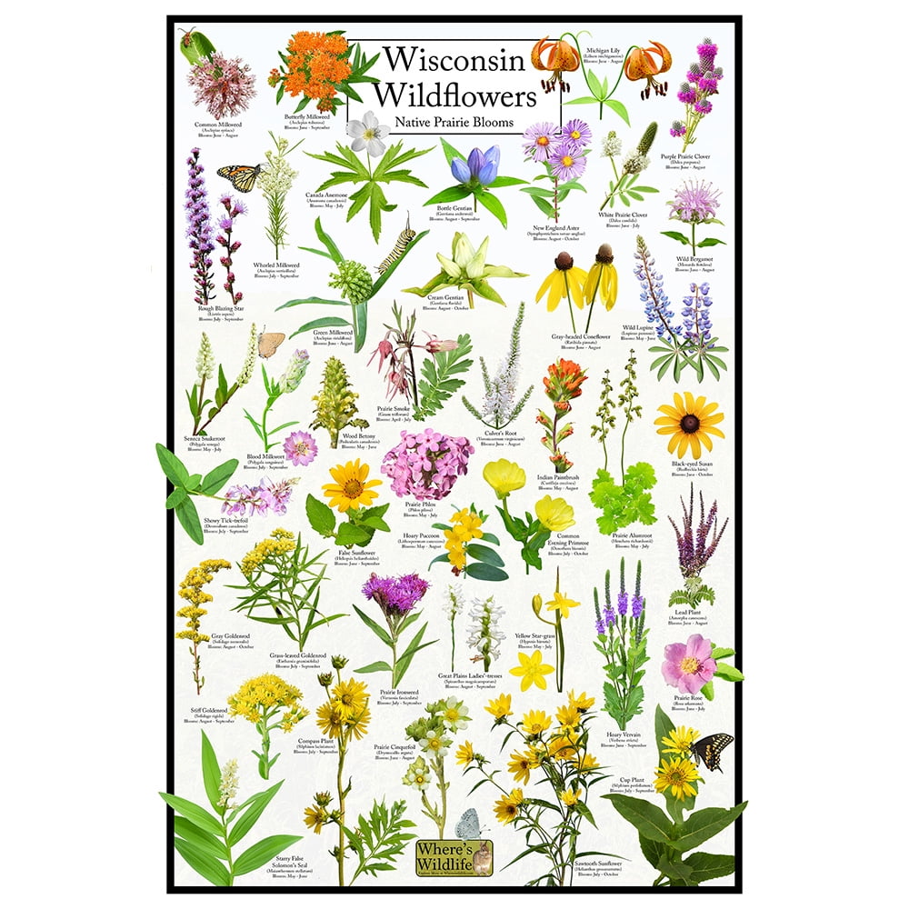 Wisconsin Wildflowers Poster - Native Prairie Blooms - Educational ...