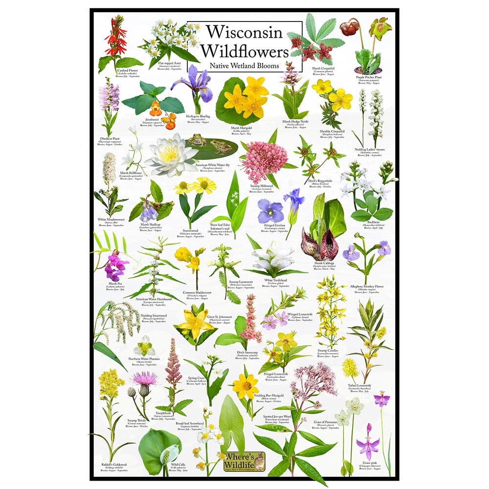 Wisconsin Wildflowers Poster - Native Wetland Blooms - Educational ...
