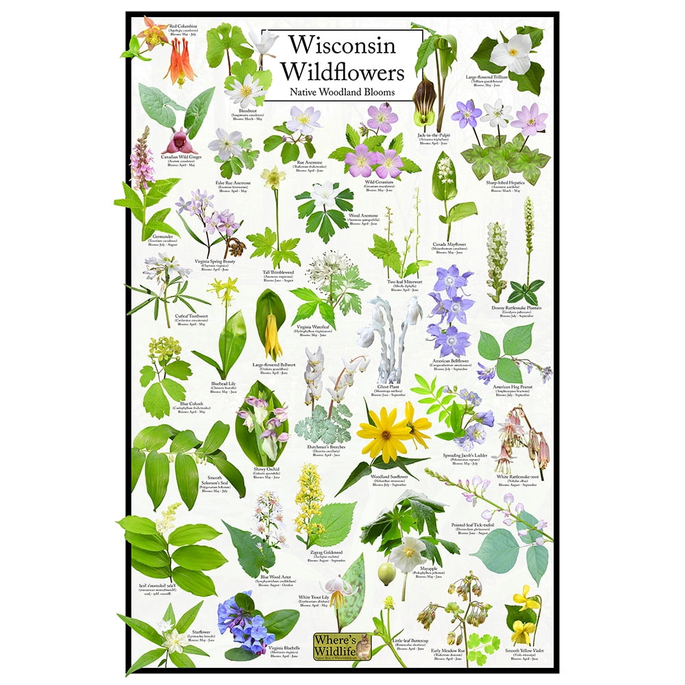Wisconsin Wildflowers Poster - Native Woodland Blooms - Educational ...