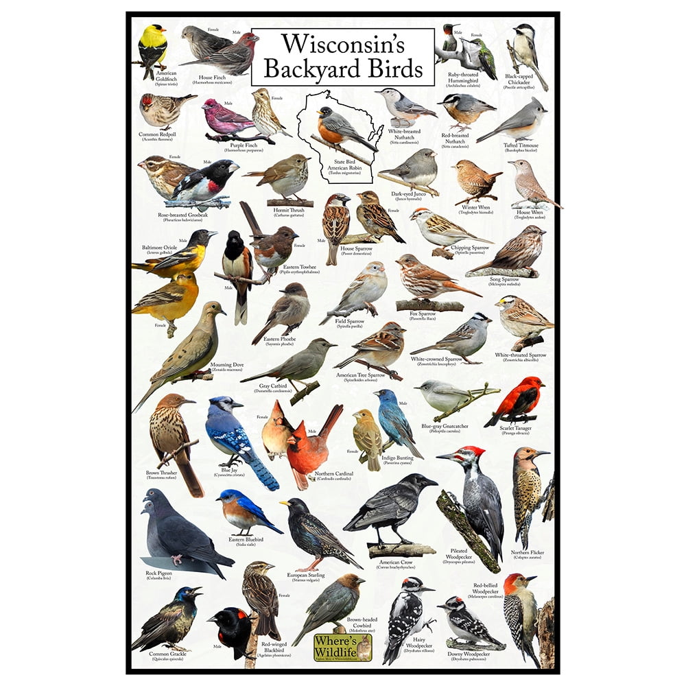 Wisconsin's Backyard Birds Poster - Wisconsin Bird Chart Highlighting ...