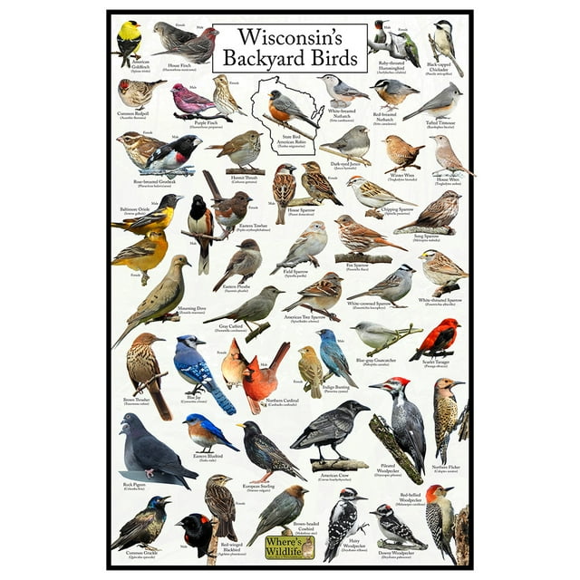 Wisconsin's Backyard Birds Poster - Wisconsin Bird Chart Highlighting ...