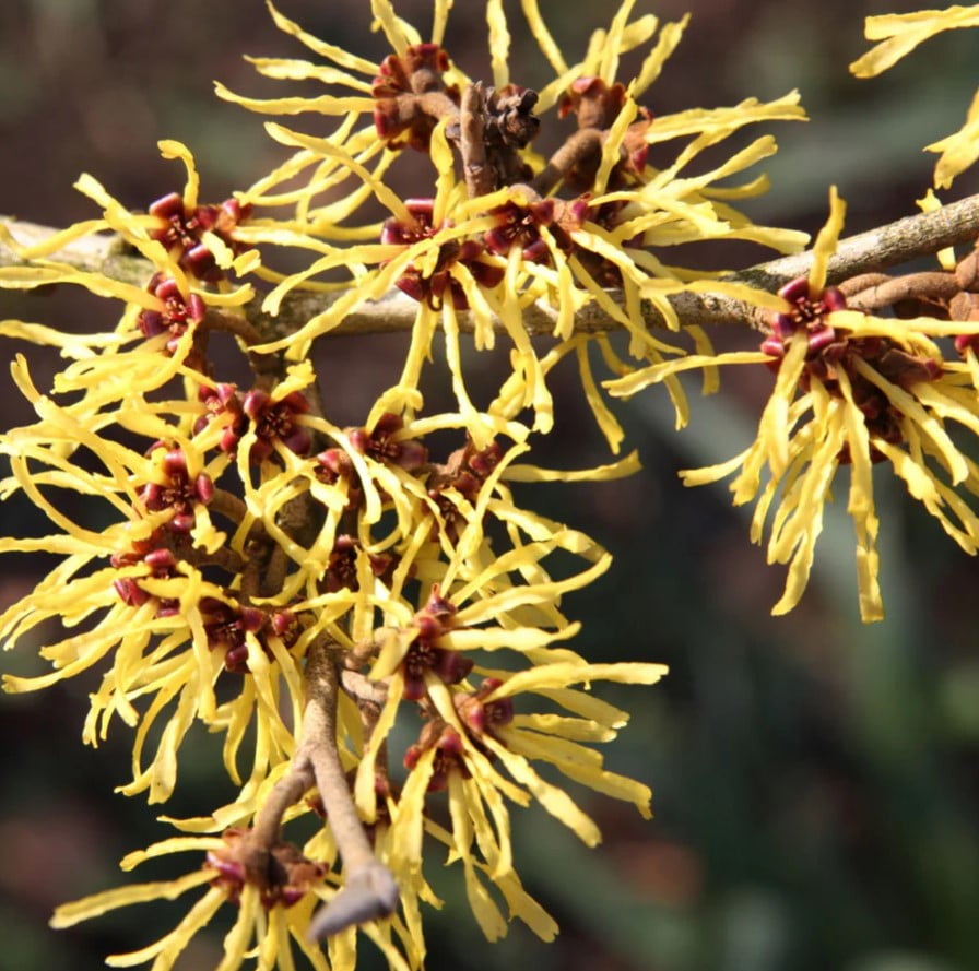Witchhazel Tree 6-12" in Quart Pot for Planting, American Witch Hazel ...