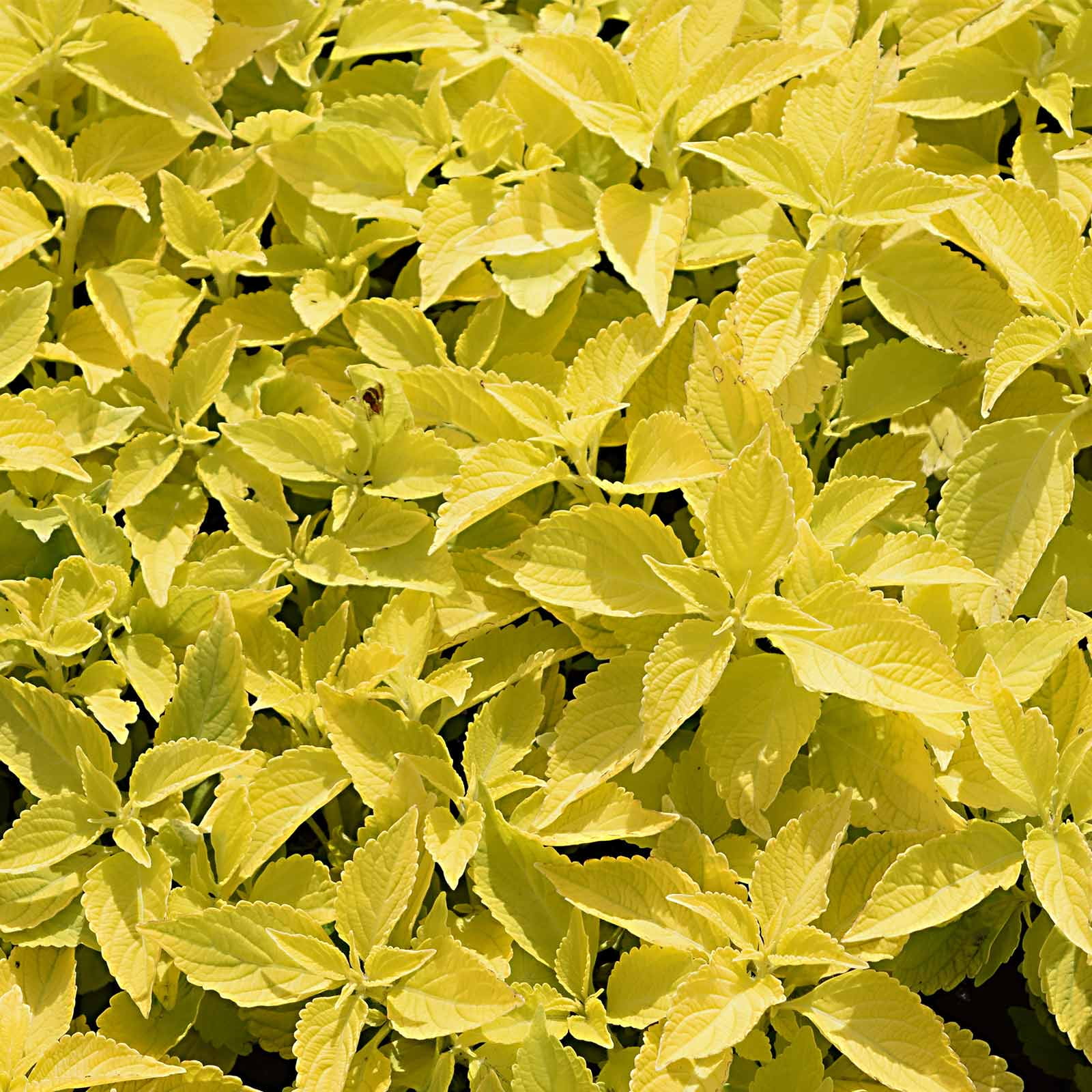 Wizard Coleus Seeds - Golden - 1000 Seeds - Decorative & Ornamental ...