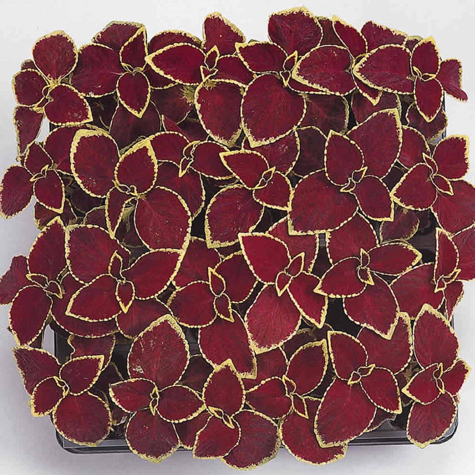 Wizard Coleus Seeds - Scarlet - 1000 Seeds - Decorative & Ornamental ...
