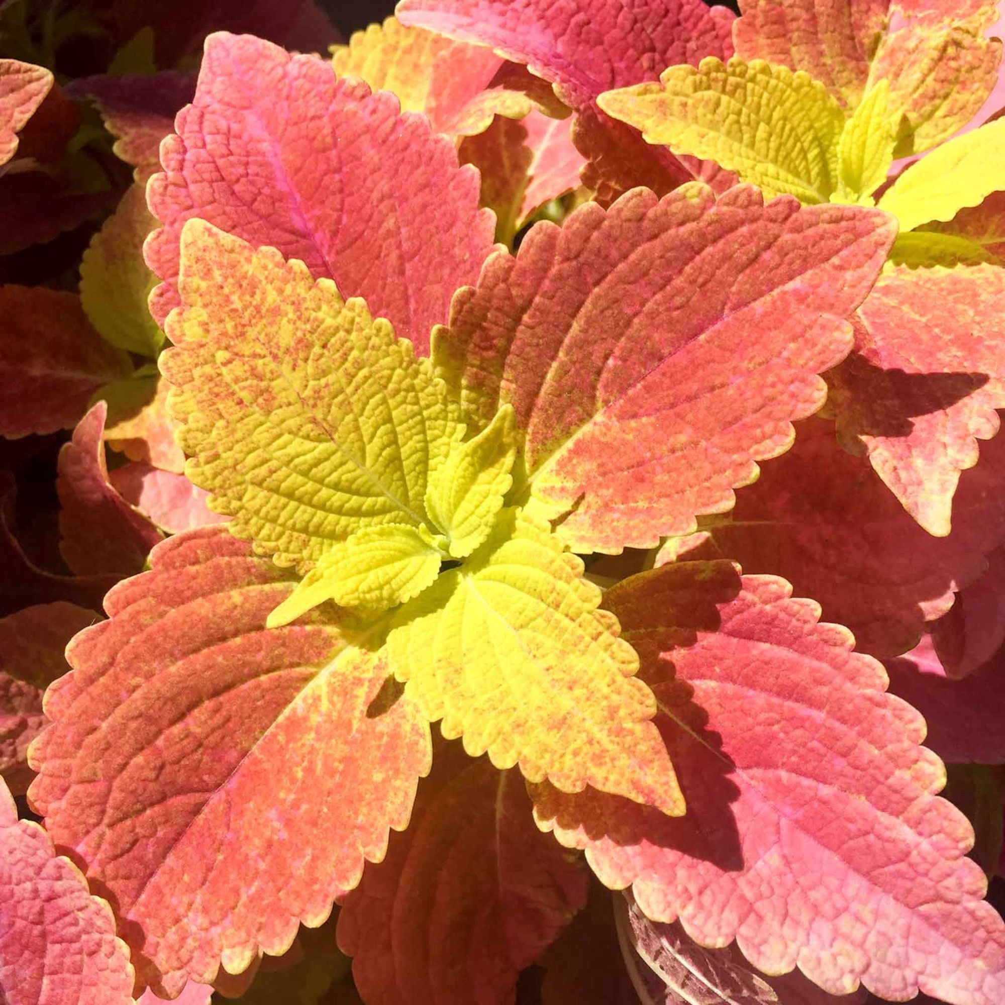 Wizard Coleus Series Sunset (Bronze) ~500 Seeds – 84–91 Days to ...