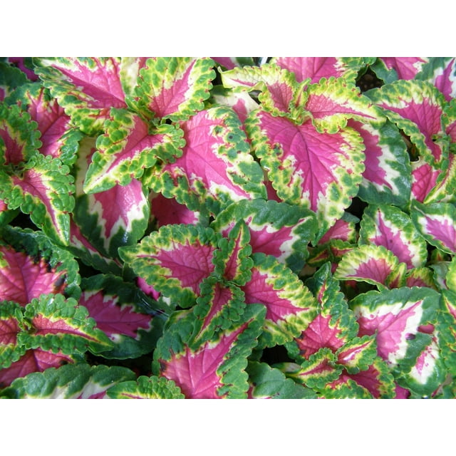 Wizard Series Rose Coleus Flower Seeds - Pack of 10, Colorful Rainbow ...