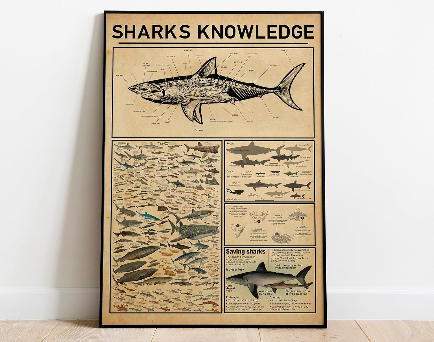 Wnnyof Retro Metal Tin Sign 8 X 12 Inches Sharks Knowledge Shark Shark ...