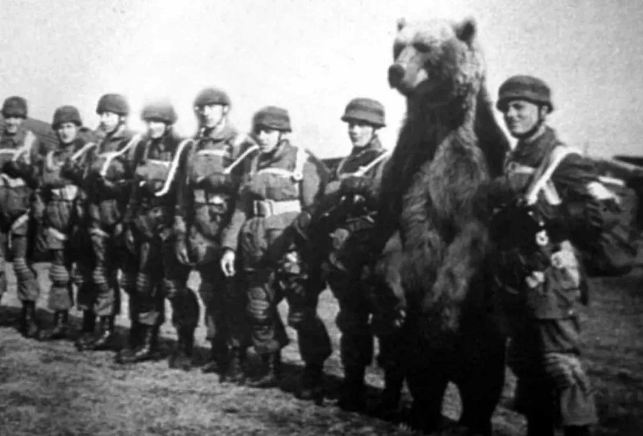 Wojtek Bear Ww1 Polish Army Glossy Poster Picture Photo Print Banner ...