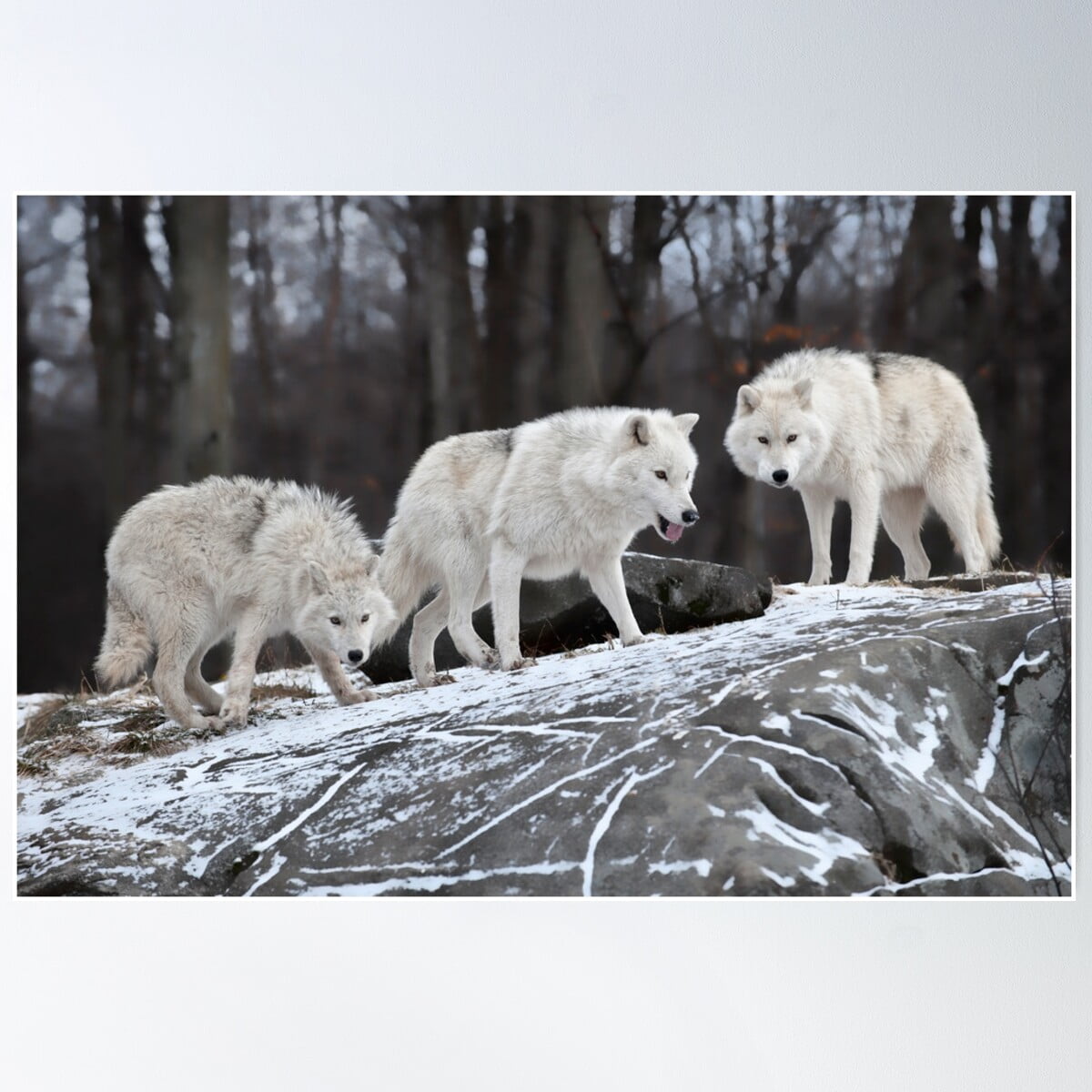 Wolf Pack Poster Wall Art, Modern Wall Decor For Living Room Bedroom ...