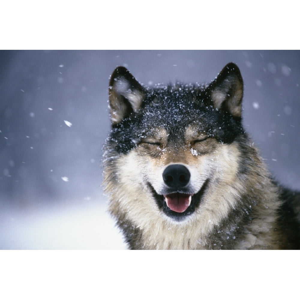 Wolf Portrait Captive Winter Poster Print - Walmart.com