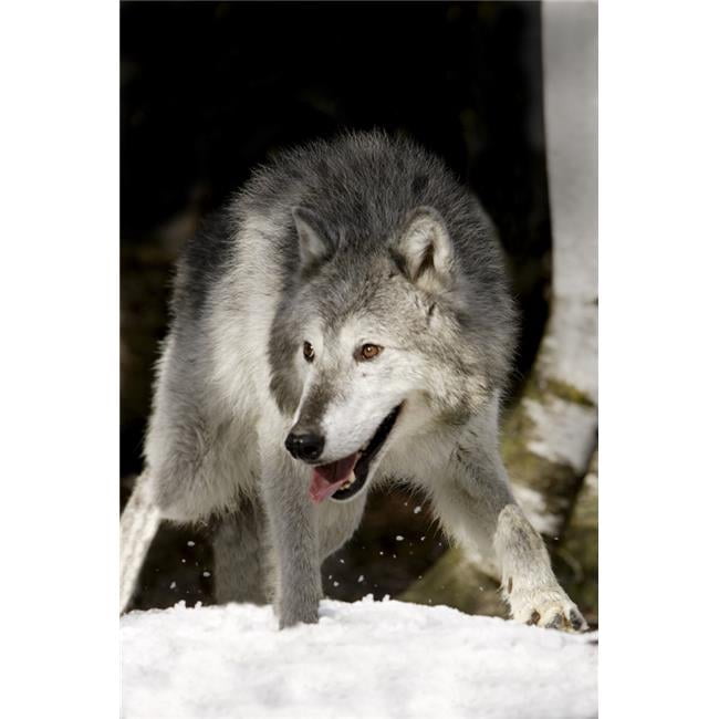 Wolf Poster Print by Richard Wear, 22 x 34 - Large - Walmart.com