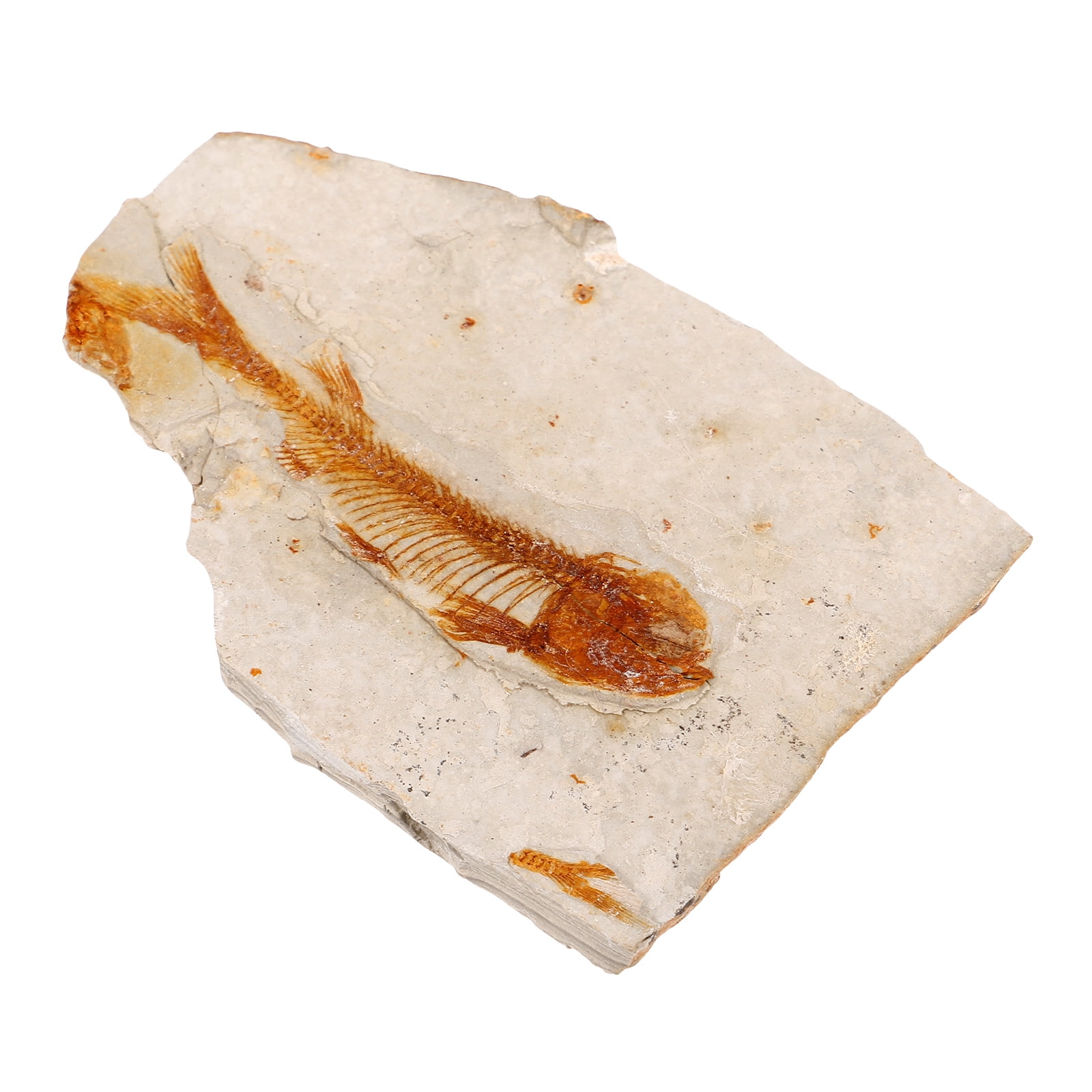 Wolf-finned Fish Sea Creature Specimen for Teaching Paleontological ...