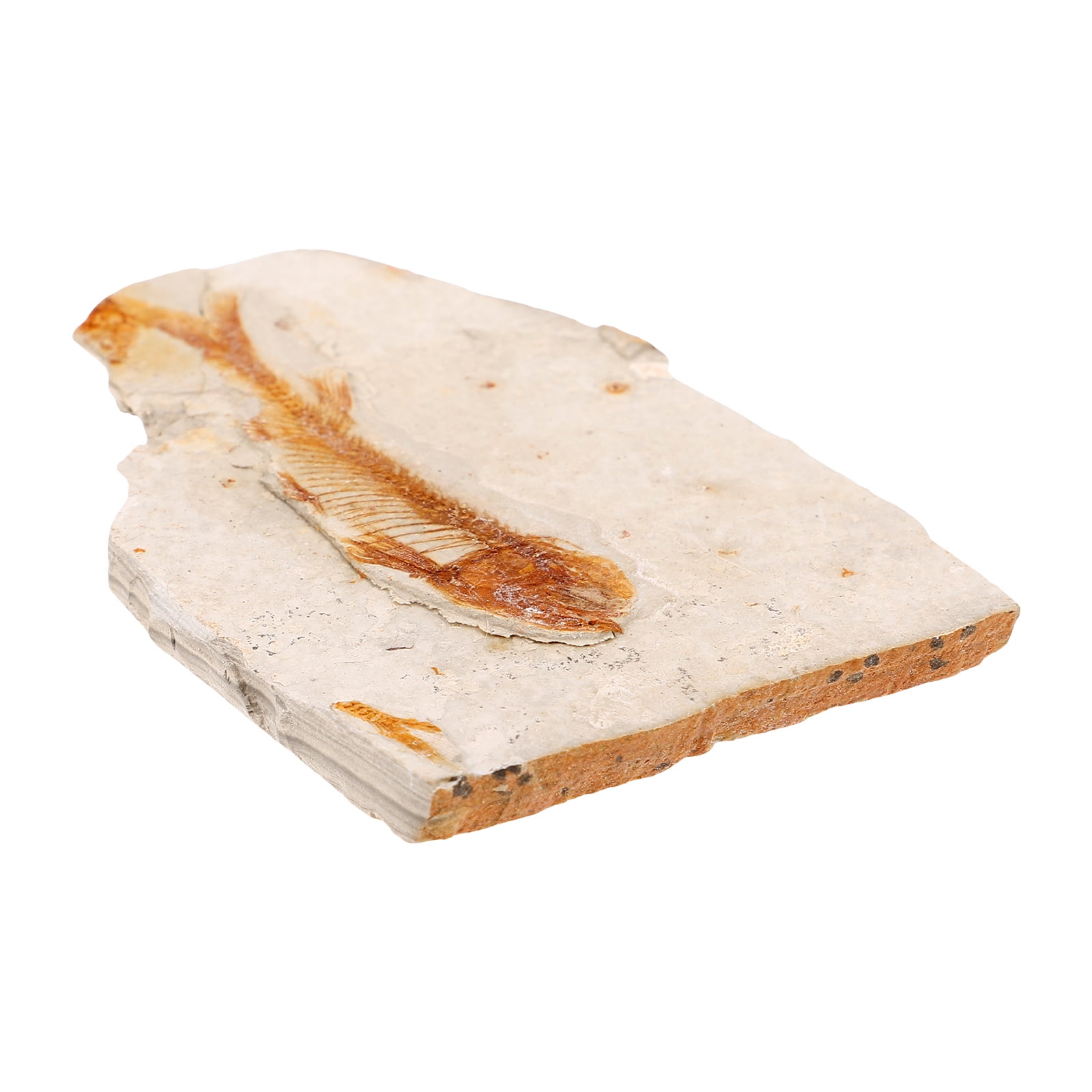 Wolf-finned Fish Specimen for Science Teaching Paleontological Sea ...