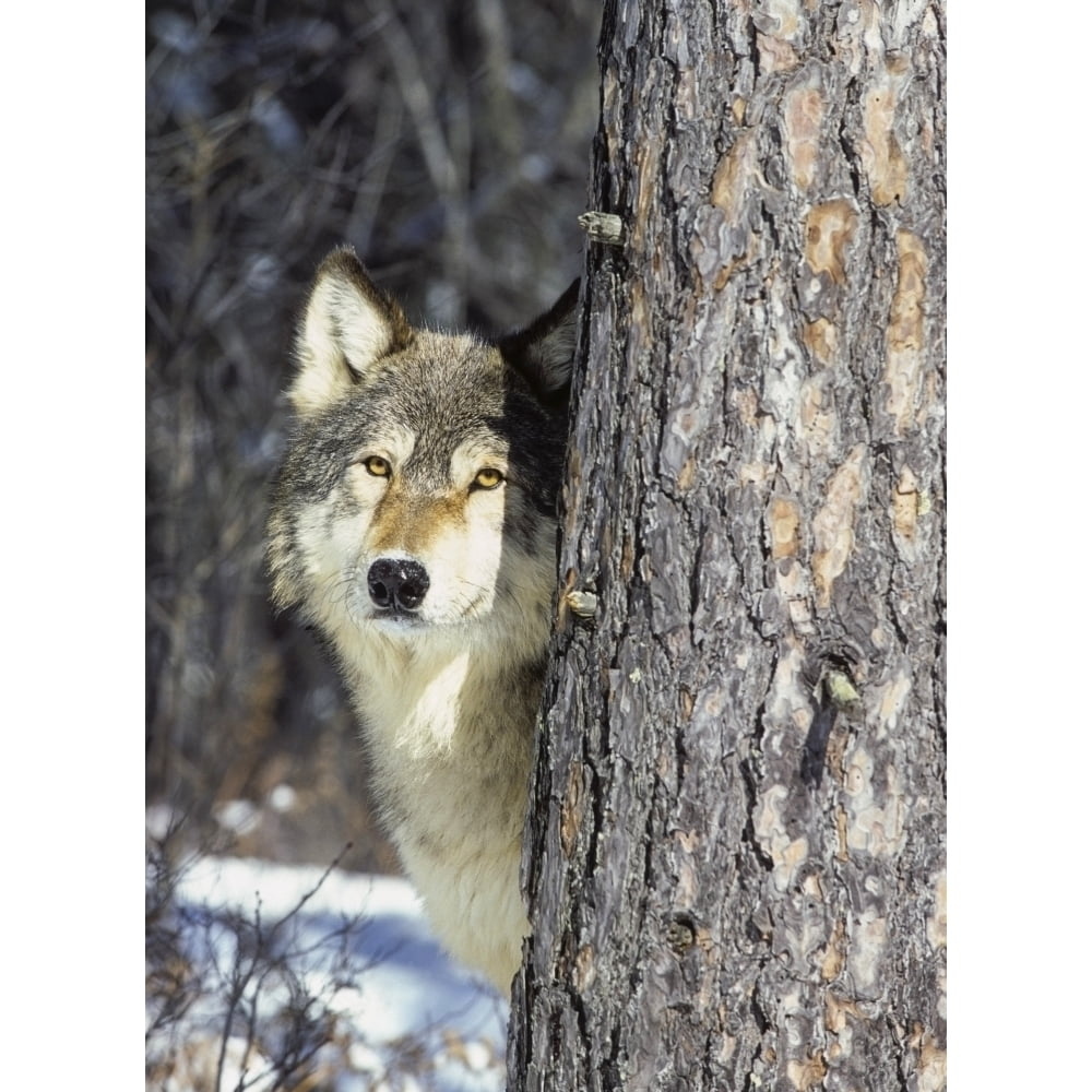 Wolf looking from behind tree in winter; Alaska United States of ...