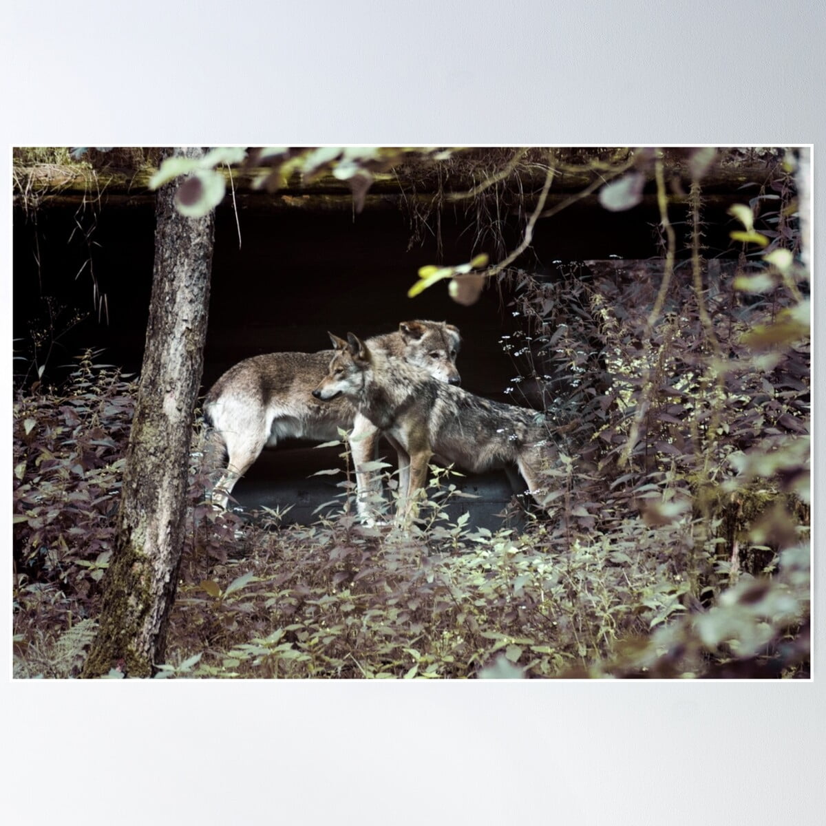 Wolfpack Poster, 24x36 UNFRAMED - Walmart.com