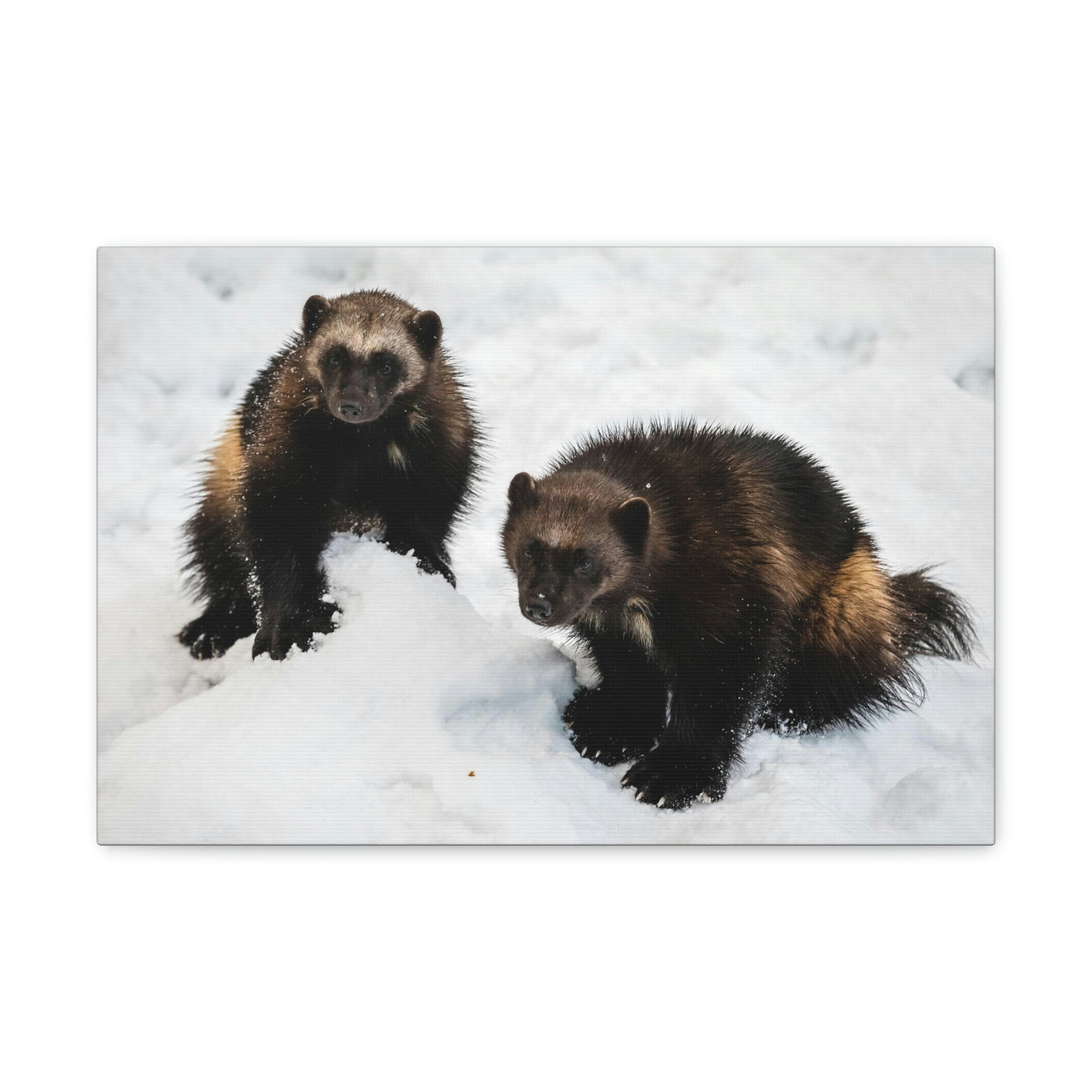 Wolverine Couple Wolverine Couple Print Animal Wall Art Wildlife Canvas ...