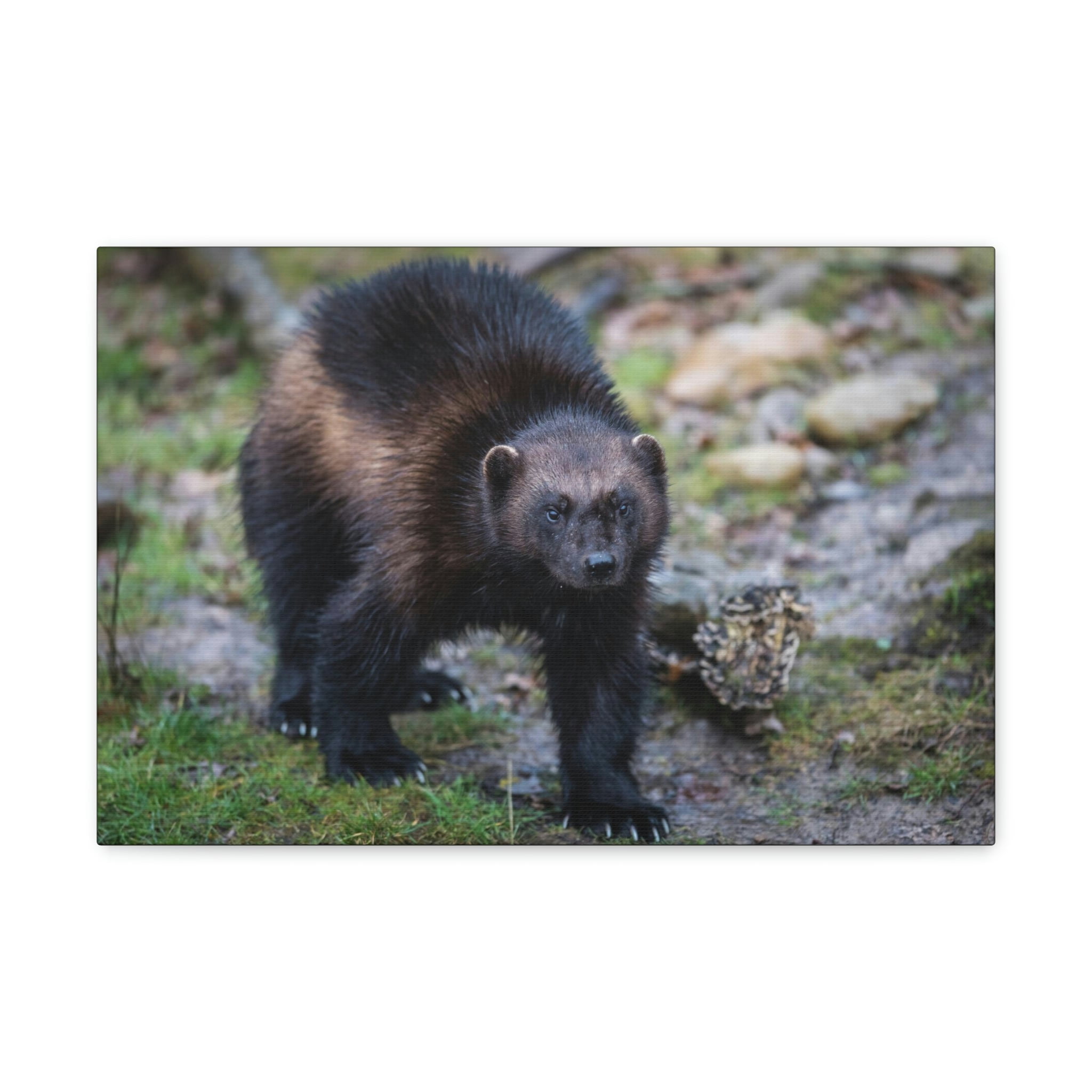 Wolverine Hunting Wolverine on Hunt Print Animal Wall Art Wildlife ...