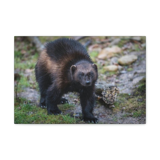 Wolverine Hunting Wolverine on Hunt Print Animal Wall Art Wildlife ...
