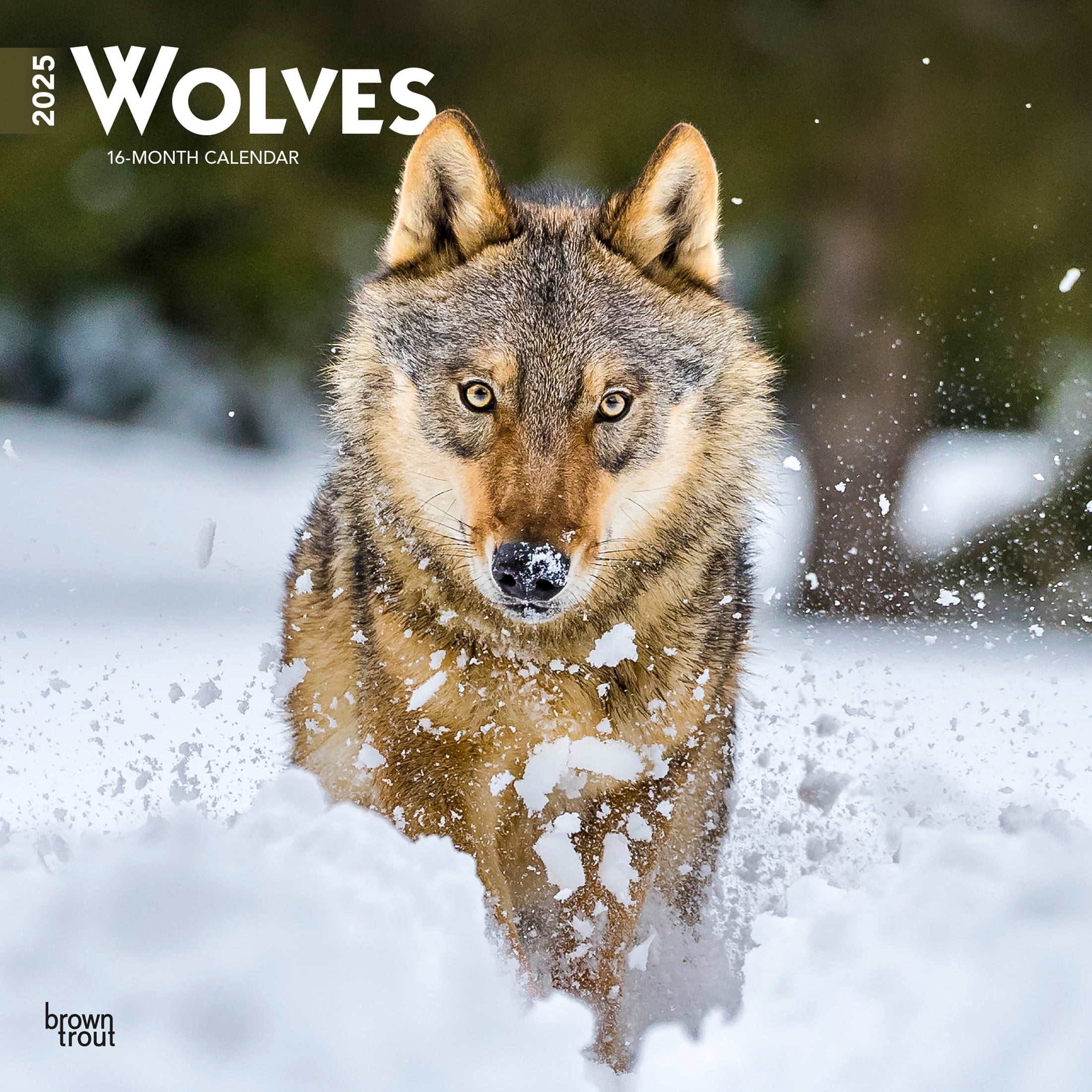 Wolves | 2025 12x24" (Hanging) Wall Calendar | Plastic-Free ...