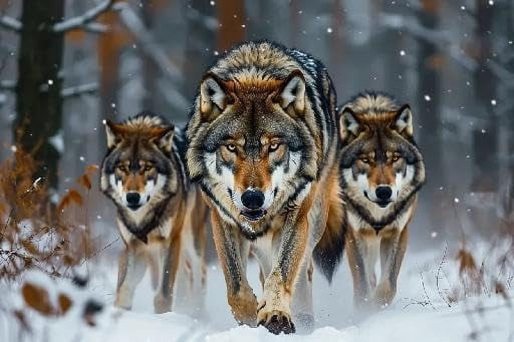 Wolves Animal Jigsaw Puzzle 300 Piece The Ferocious Wolf King in The ...