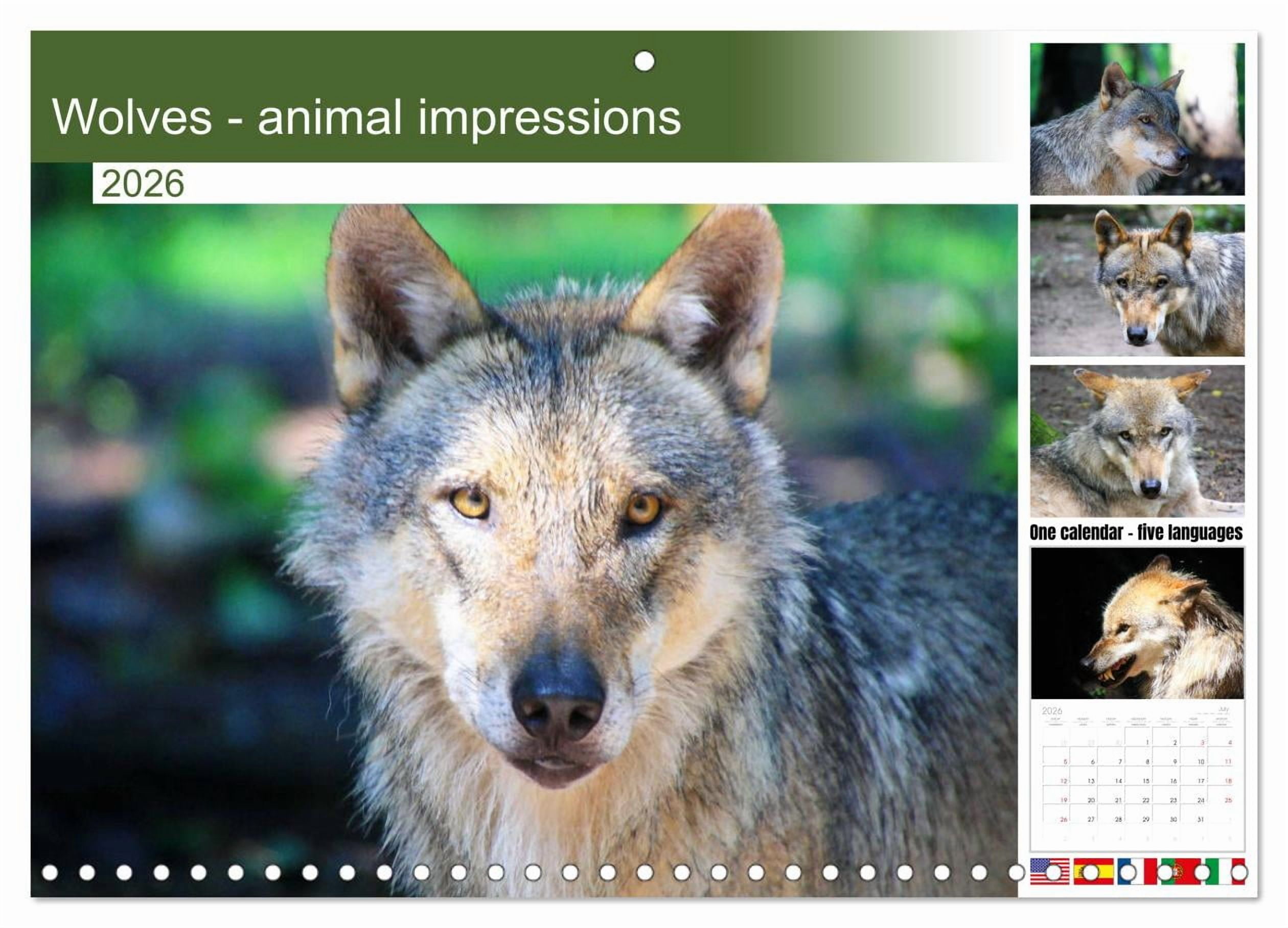 Wolves - animal impressions (Monthly Wall Calendar 2026 16.5 x 23.4 ...