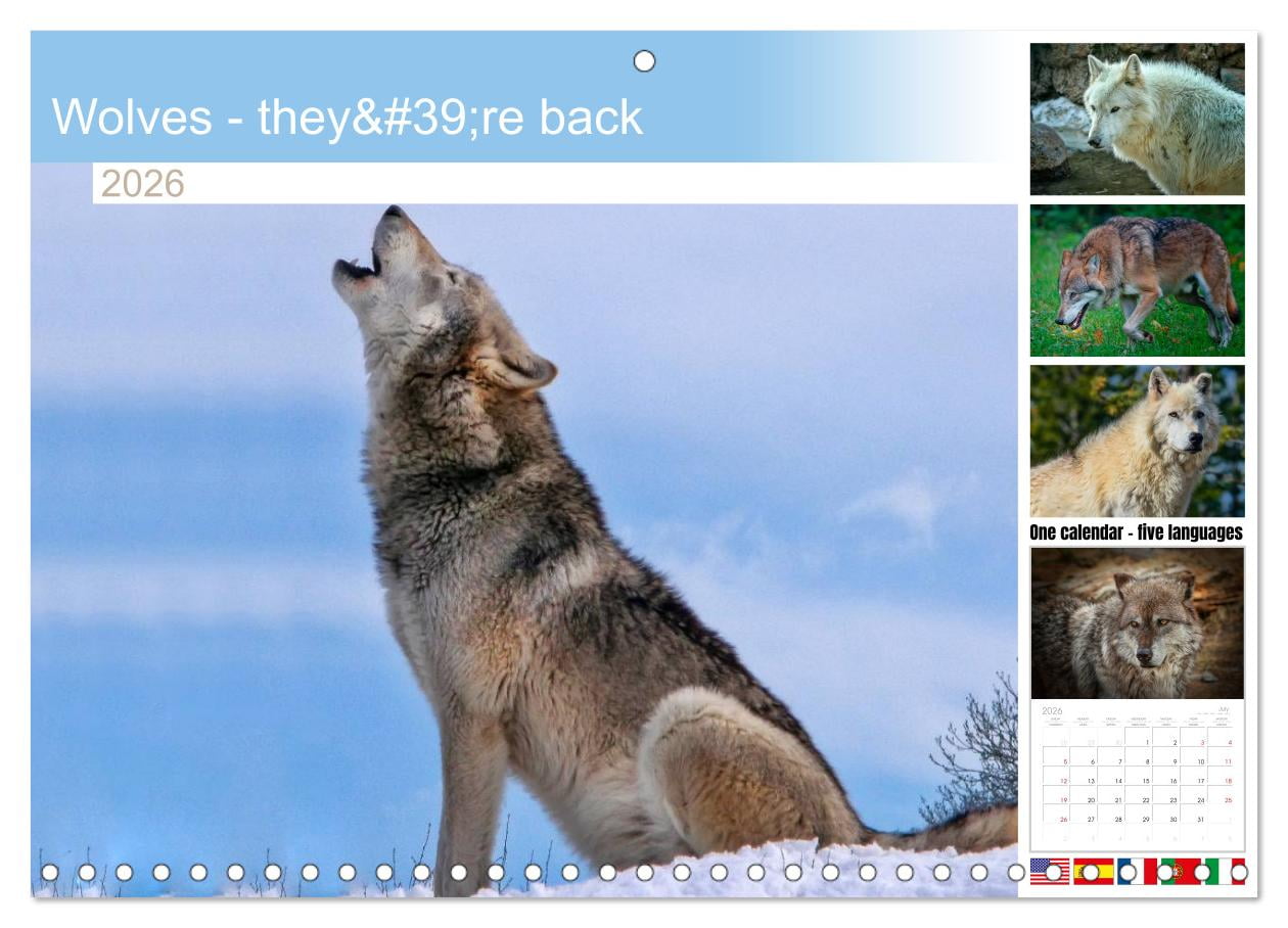Wolves - they're back (Monthly Wall Calendar 2026 16.5 x 23.4 (open ...