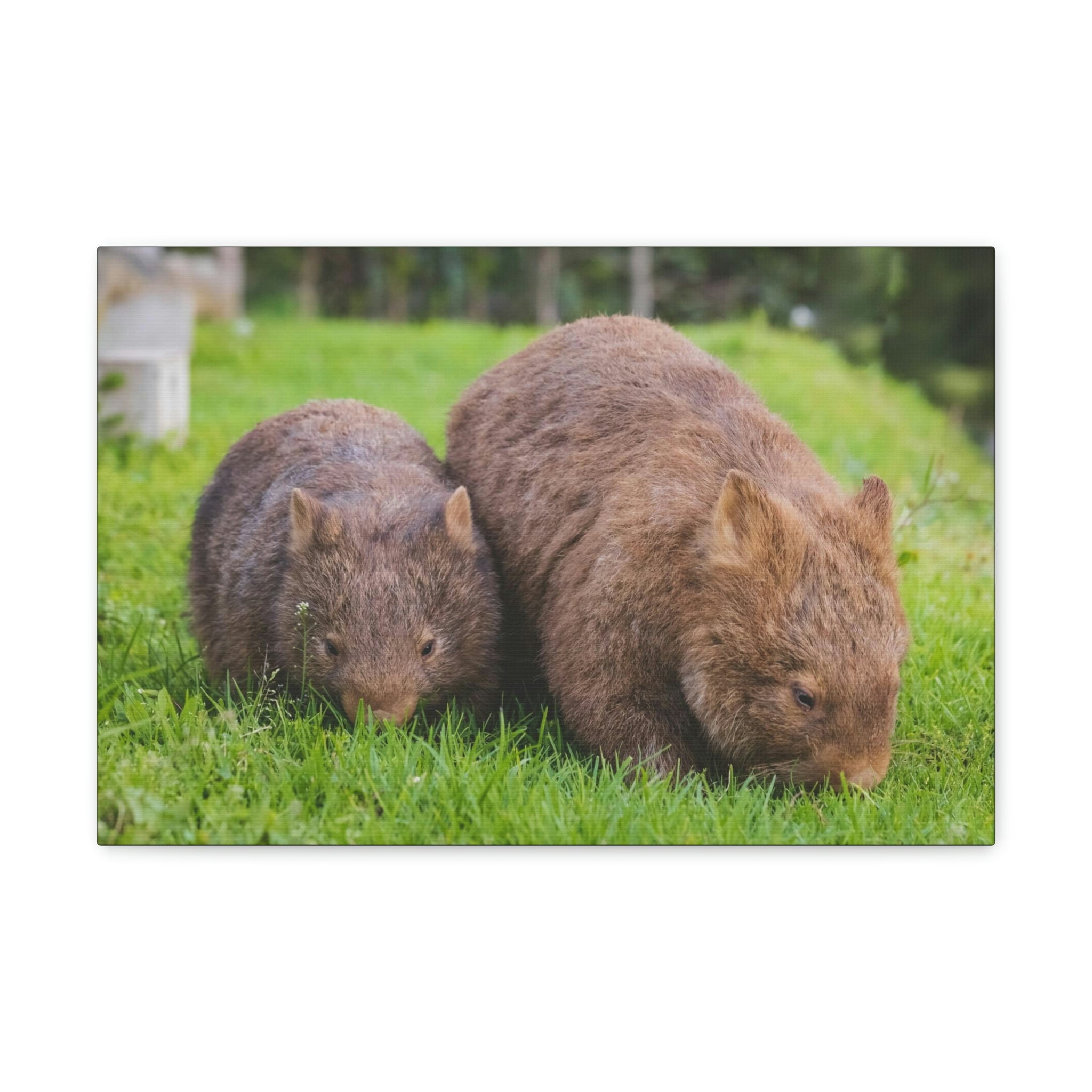 Wombat Couple Wombat Couple Print Animal Wall Art Wildlife Canvas ...