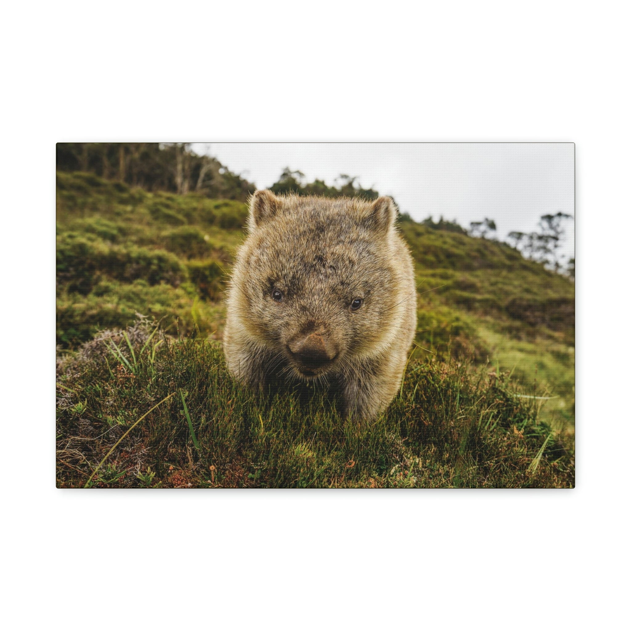 Wombat Hunting Wombat on Hunt Print Animal Wall Art Wildlife Canvas ...
