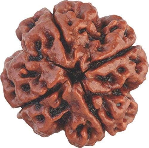 Wonder Care - Original Nepali Rudraksha Bead/Rudraksha Bead Natural ...