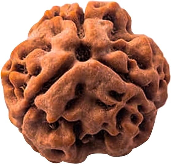 Wonder Care - Original Nepali Rudraksha Bead/Rudraksha Bead Natural ...