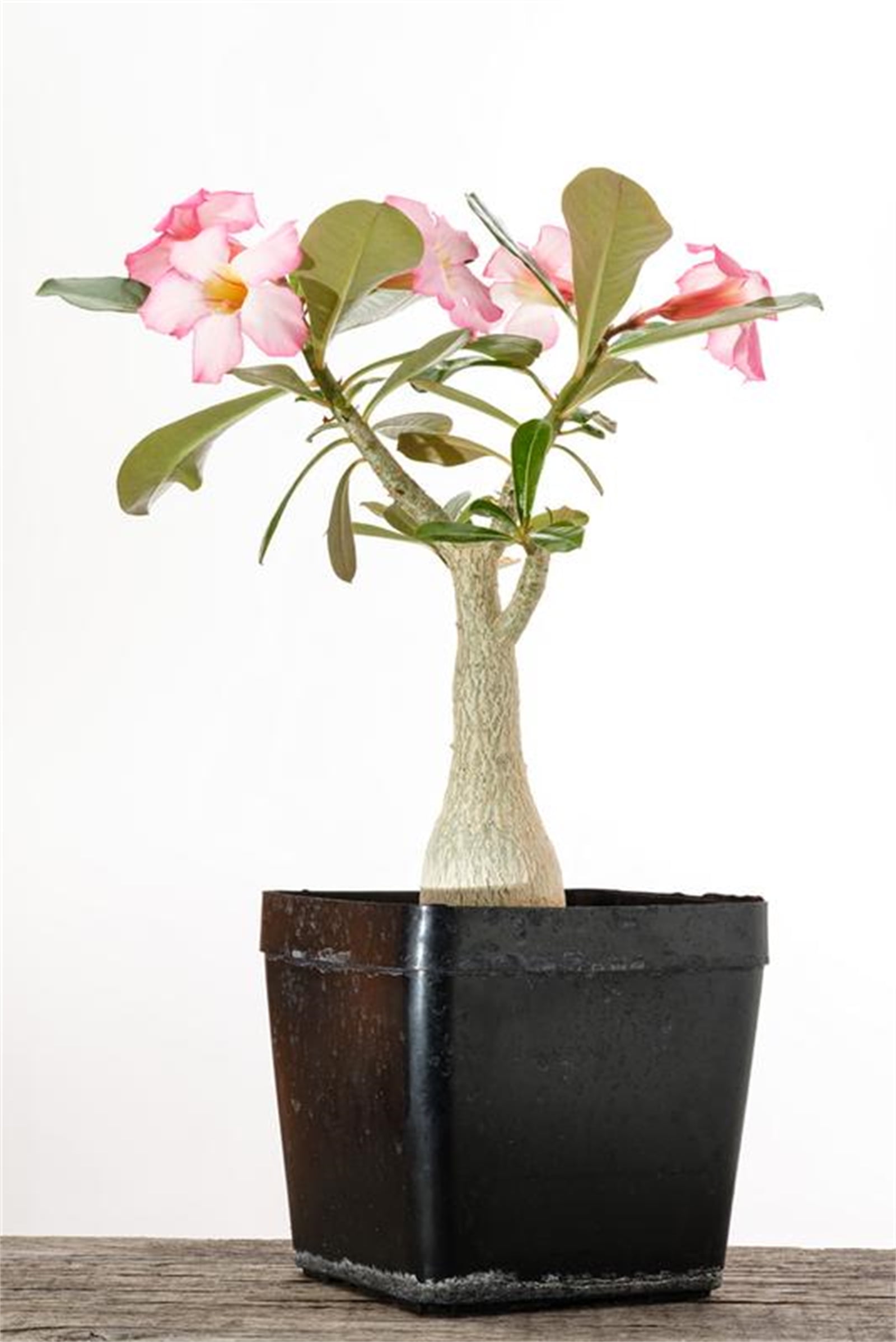 Wonderful Large Desert Rose, Desert Rose Bulk Enjoyable Perennial ...