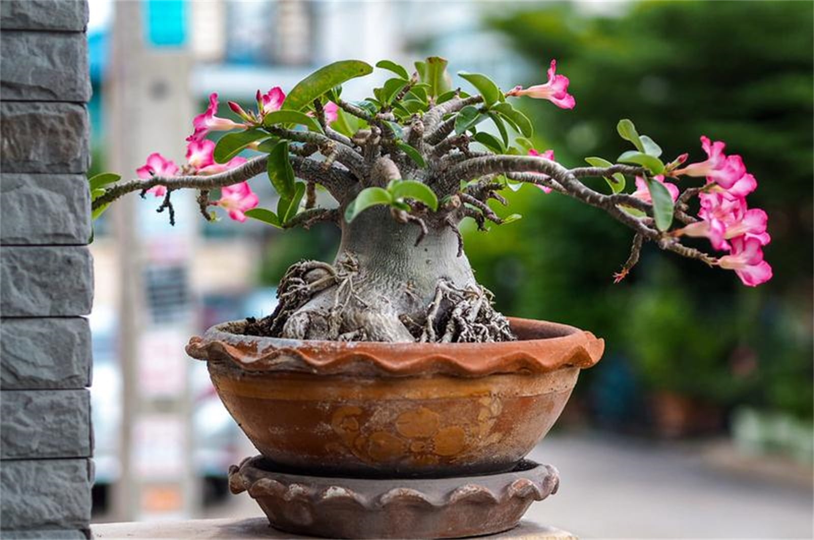 Wonderful Large Desert Rose, Desert Rose Bulk Enjoyable Perennial ...