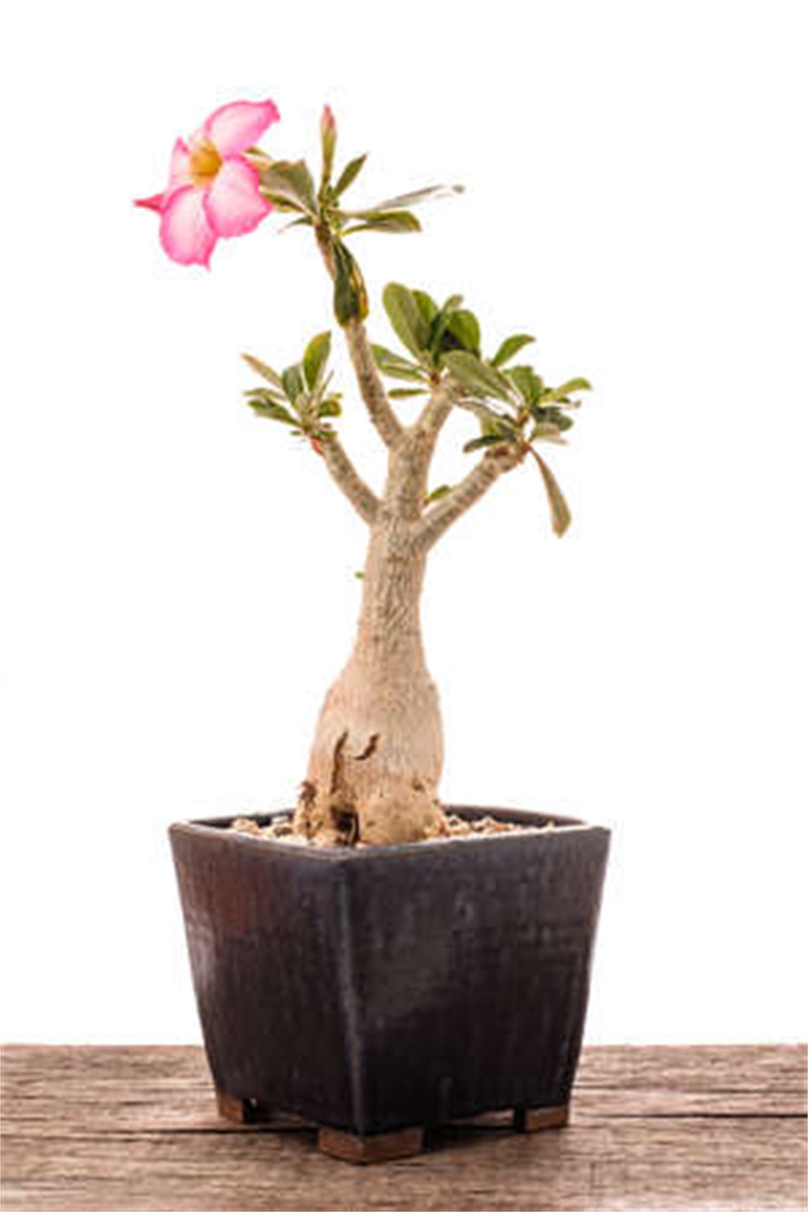 Wonderful Large Desert Rose, Desert Rose Bulk Enjoyable Perennial ...